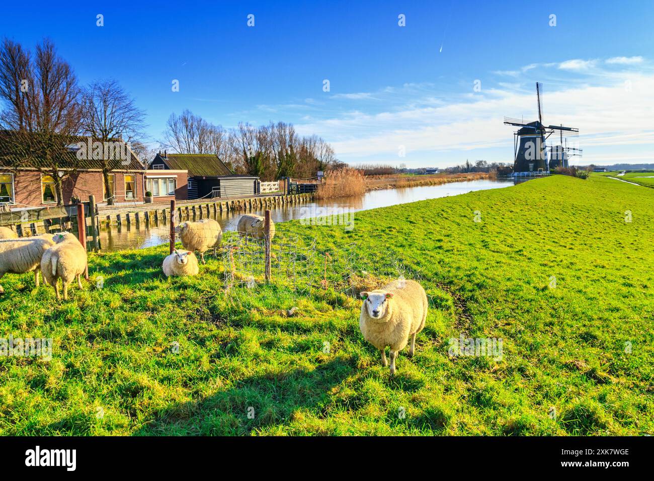 Mill sheep on background clouds hi-res stock photography and images - Alamy
