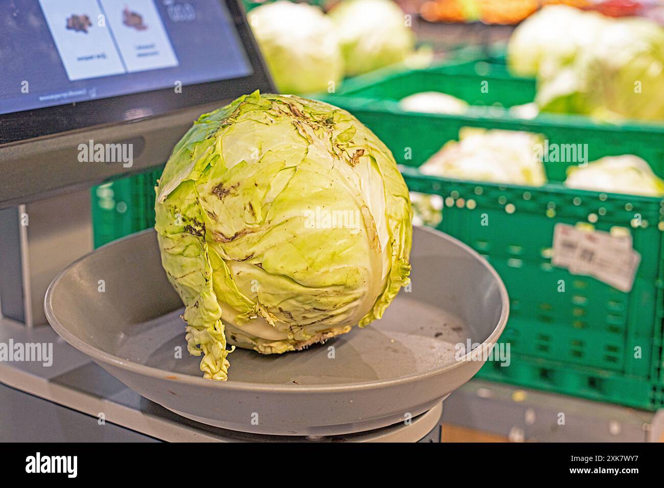 white cabbage on a self-service scale in a supermarket. economic crisis ...