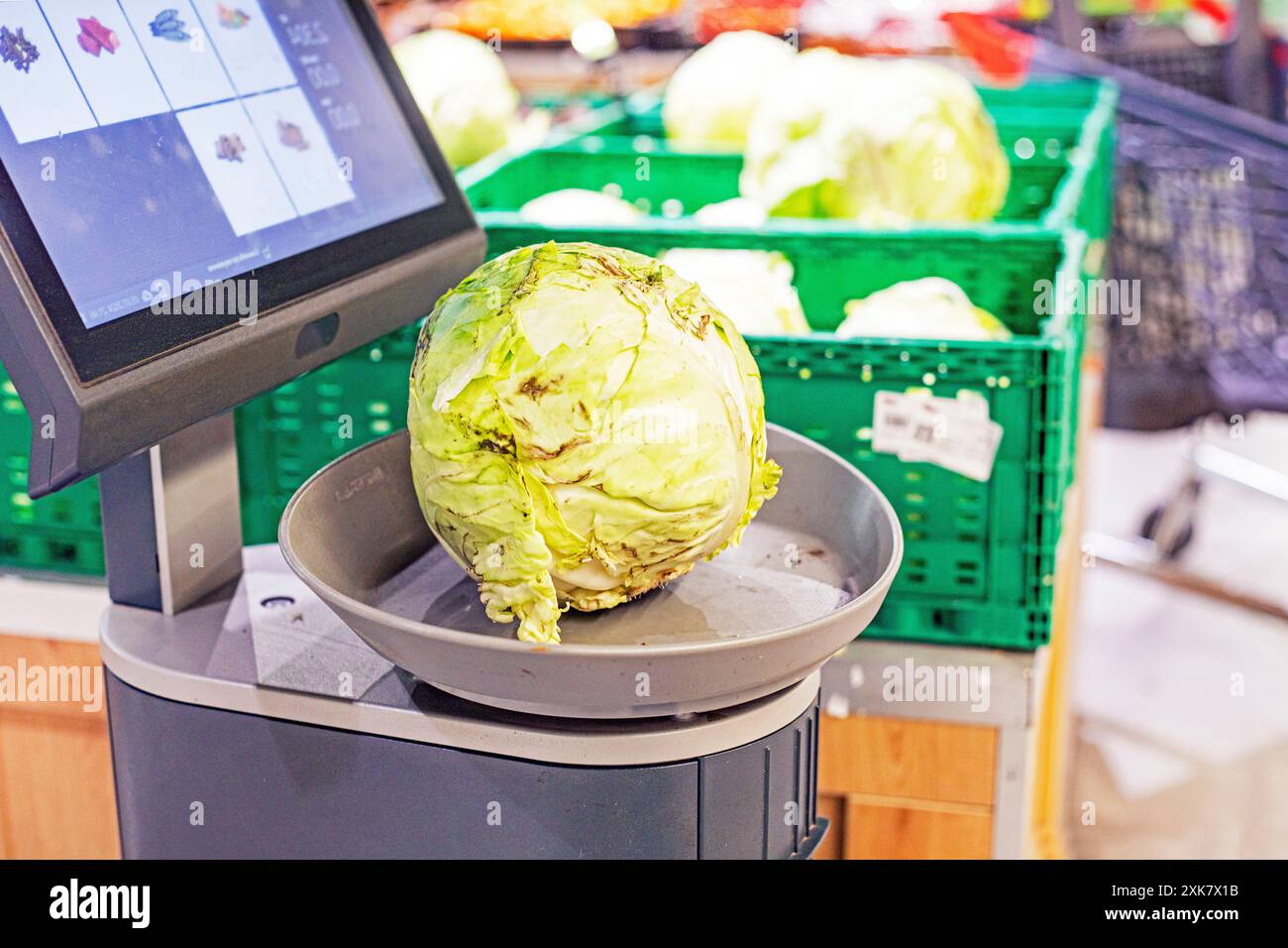 white cabbage on a self-service scale in a supermarket. economic crisis ...