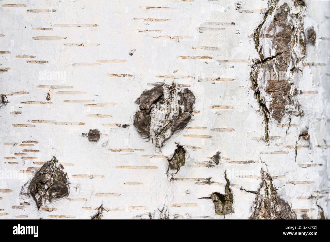 Natural background - the horizontal texture of a real birch bark close ...
