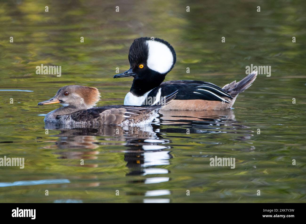 Hooded mergansers at Merritt Island National Wildlife Refuge in Florida ...