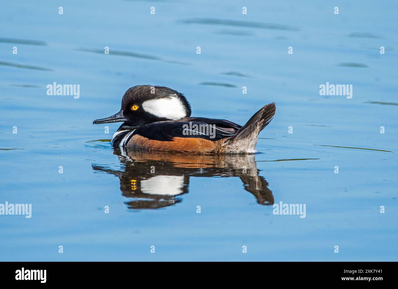 Hooded mergansers at Merritt Island National Wildlife Refuge in Florida ...