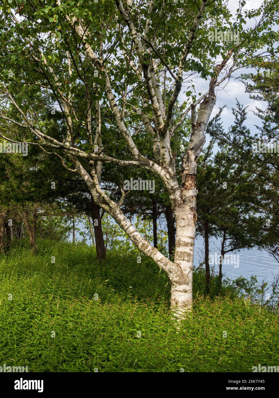 At Robert G. Wehle State Park in New York, a majestic birch tree with ...