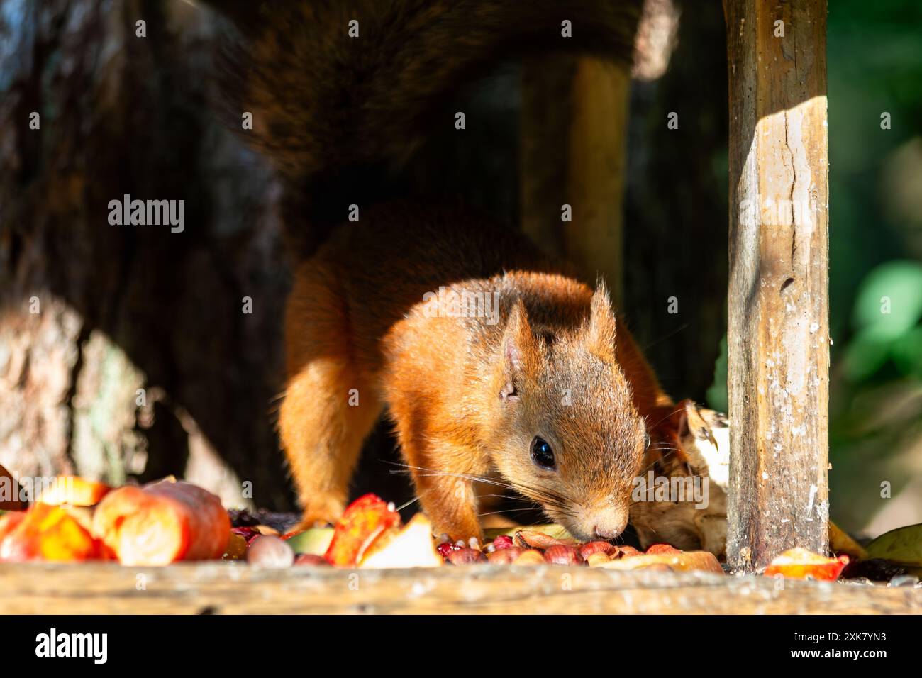 Red squirrel looking food in hi-res stock photography and images - Alamy