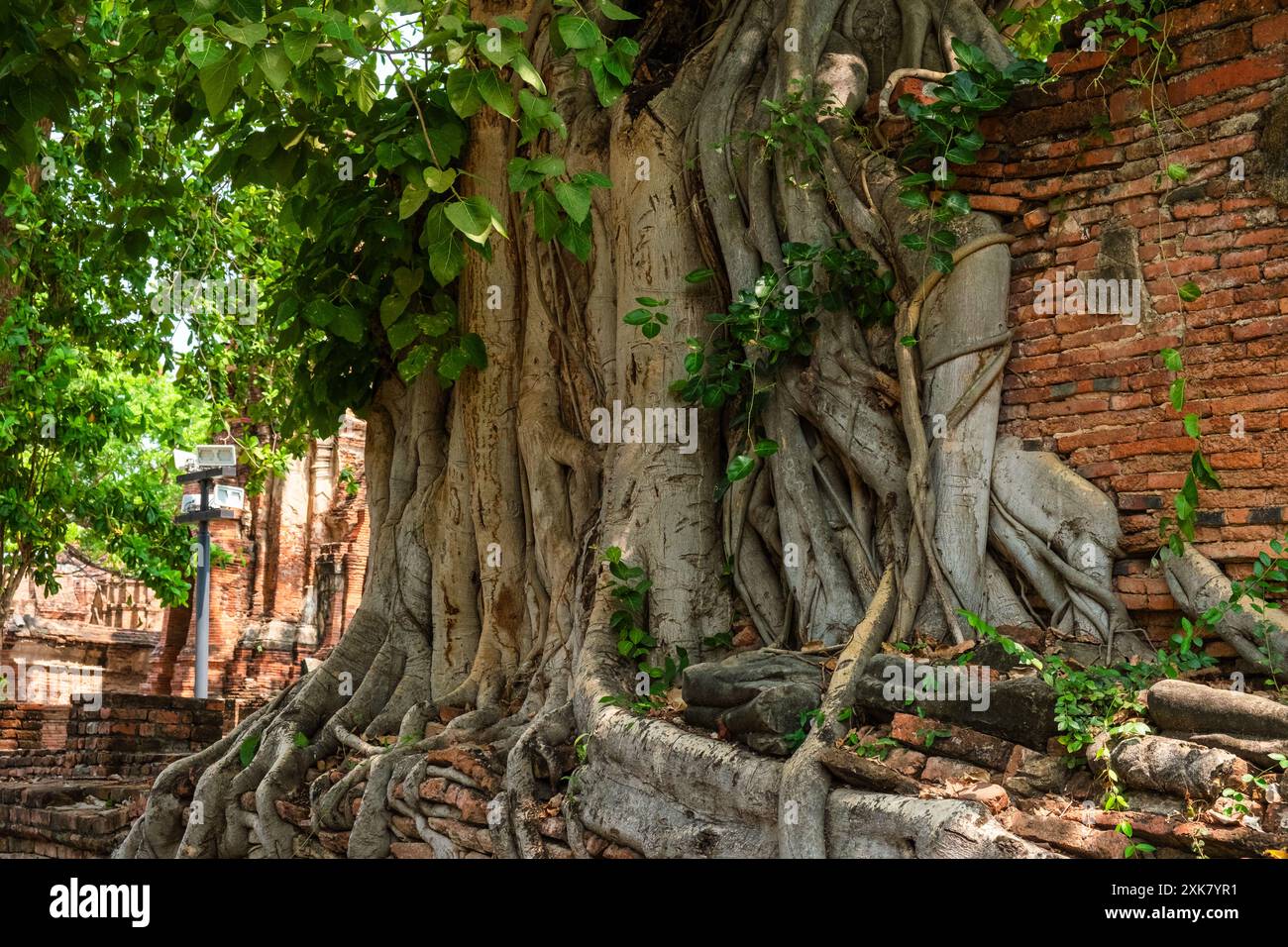 Bodhi tree roots growing on ancient red brick wall in Ayutthaya ...