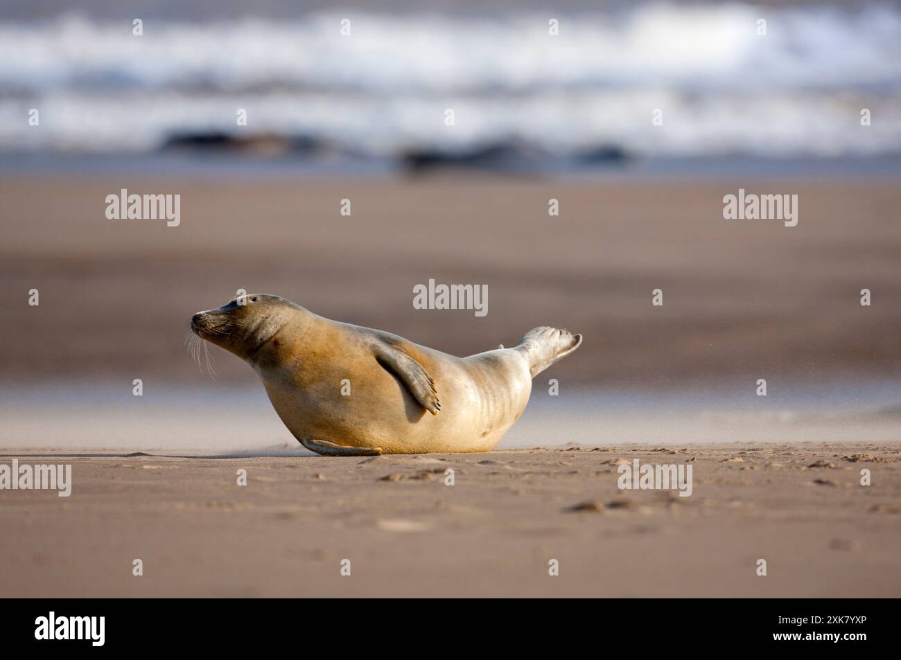 North Atlantic Grey Seal. Halichoerus grypus at the Donna Nook RAF ...