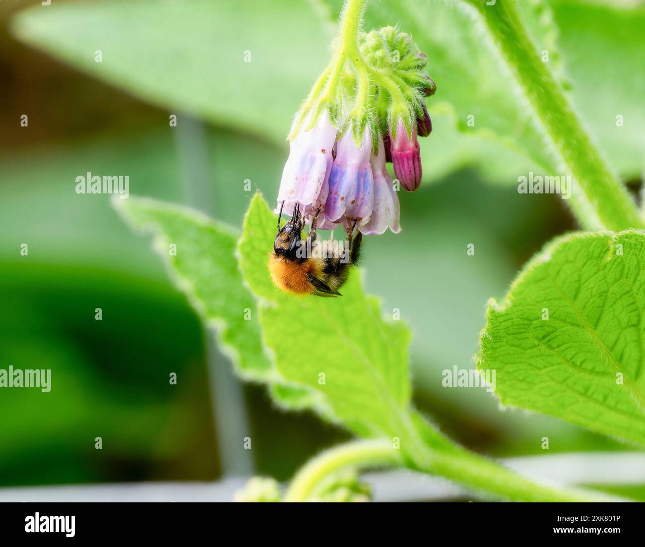A Common Carder Bee; or Bombus pascuorum; is collecting pollen from a ...