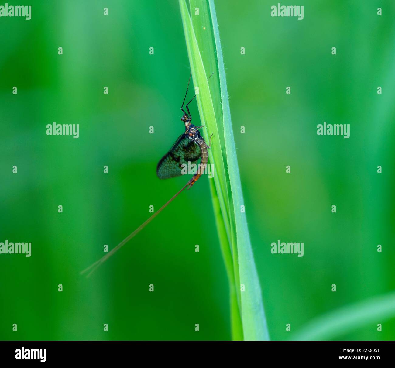 Mayfly life cycle hi-res stock photography and images - Alamy