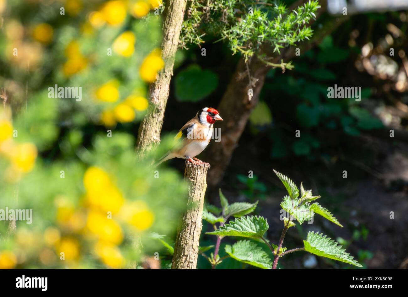 Garden fac hi-res stock photography and images - Alamy