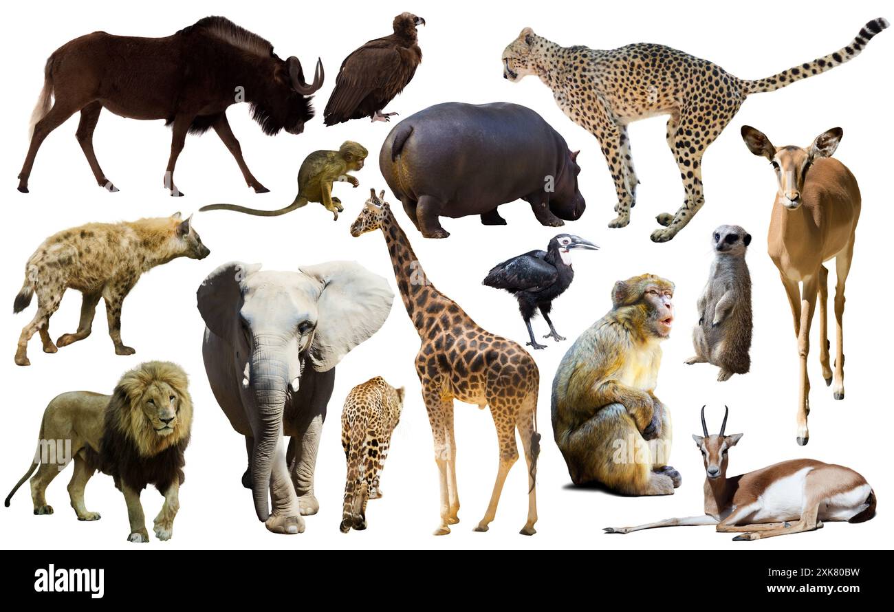 African crocodile cutout hi-res stock photography and images - Alamy