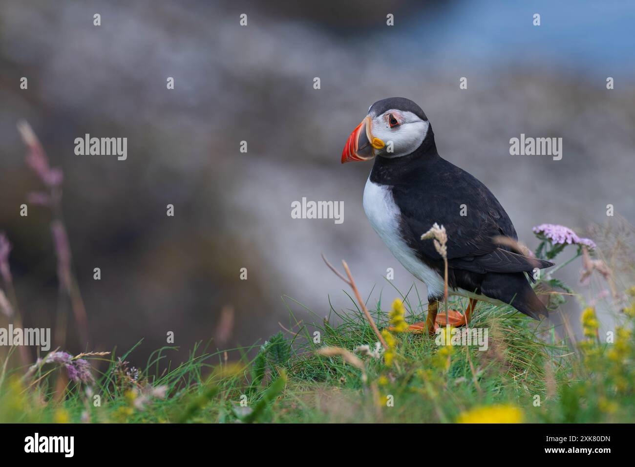 Staffa wildlife hi-res stock photography and images - Alamy