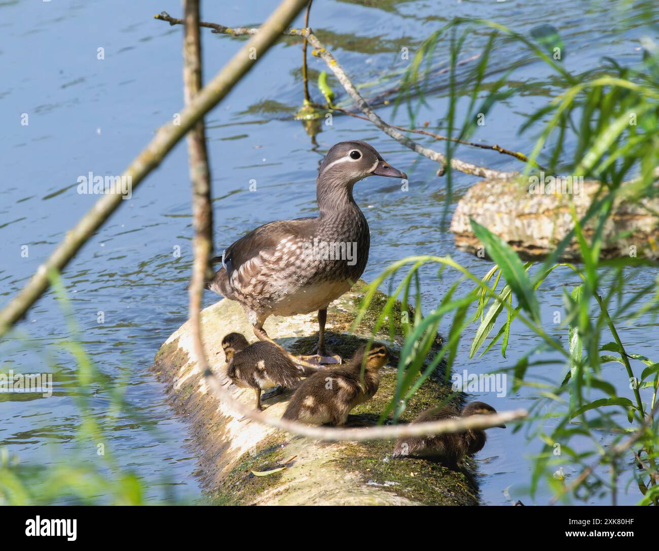 A Mandarin Duck (Aix galericulata) stands on a log in a body of water ...