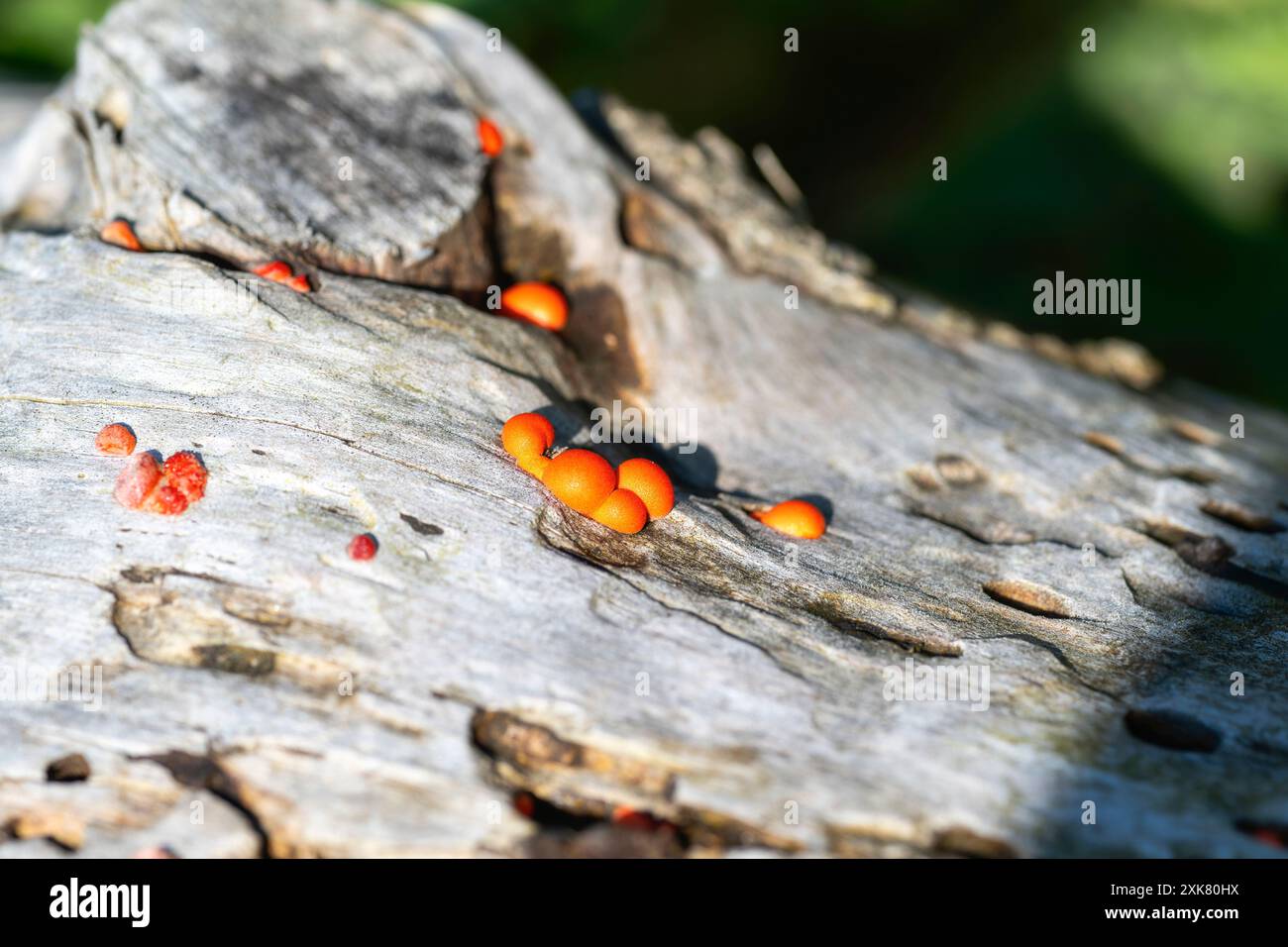 Reticulate slime mold hi-res stock photography and images - Alamy