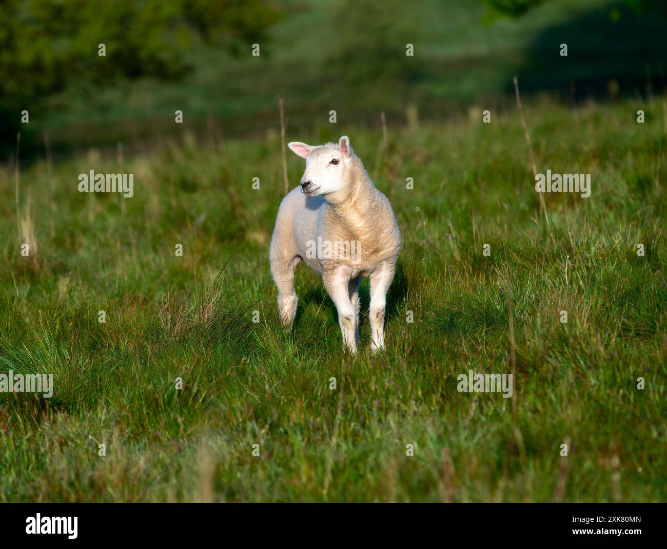 A white lamb stands in a lush green field; facing to the left; with the ...