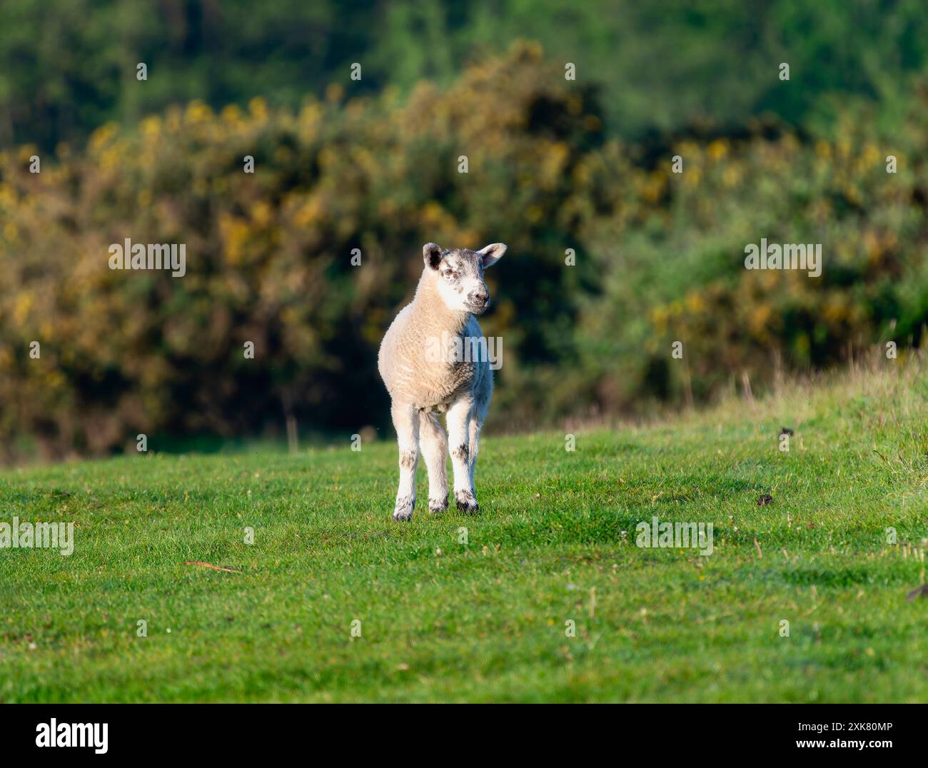 A young lamb stands in a lush green field in England; looking out ...