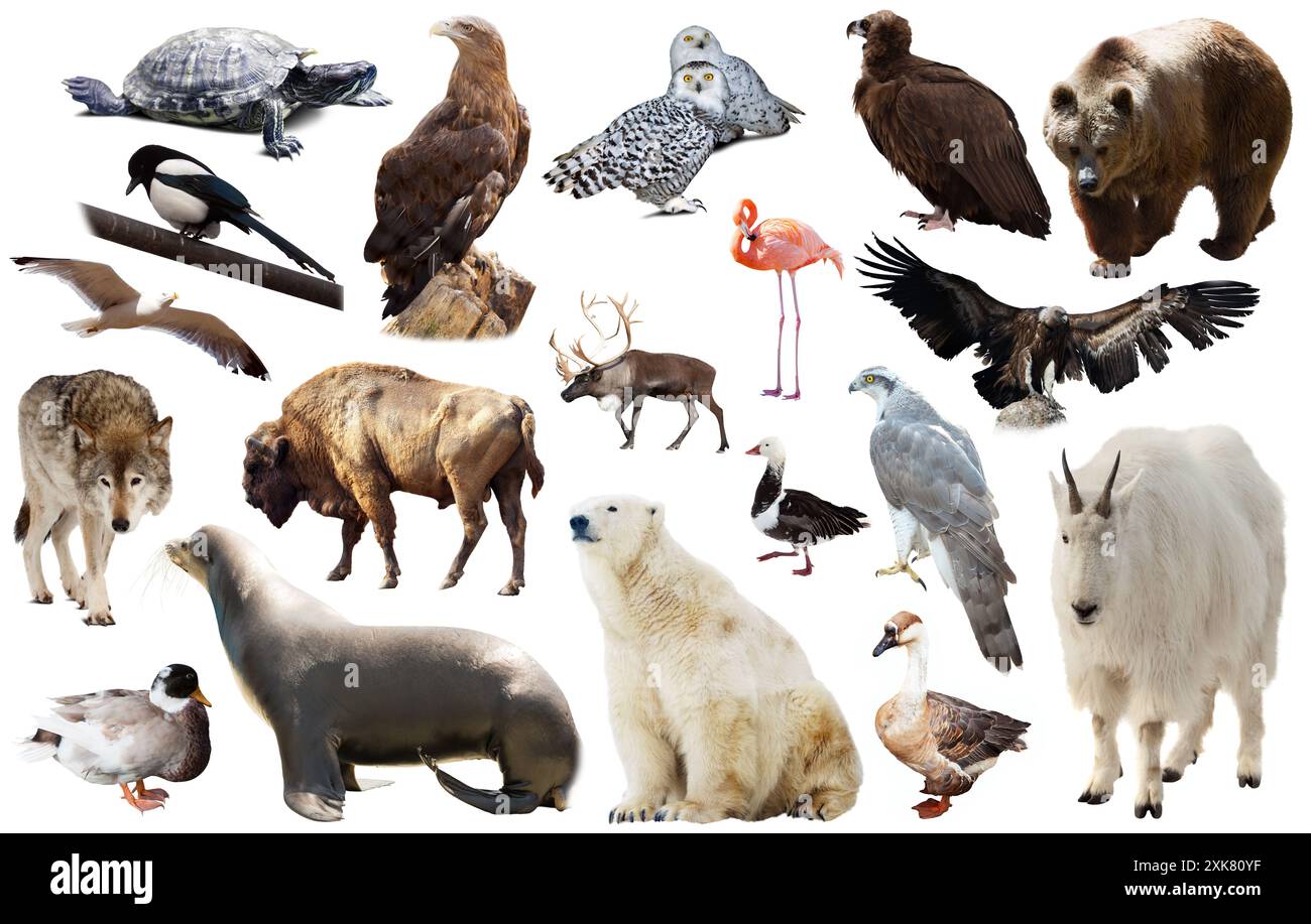 Set of fauna of North American animals Stock Photo - Alamy