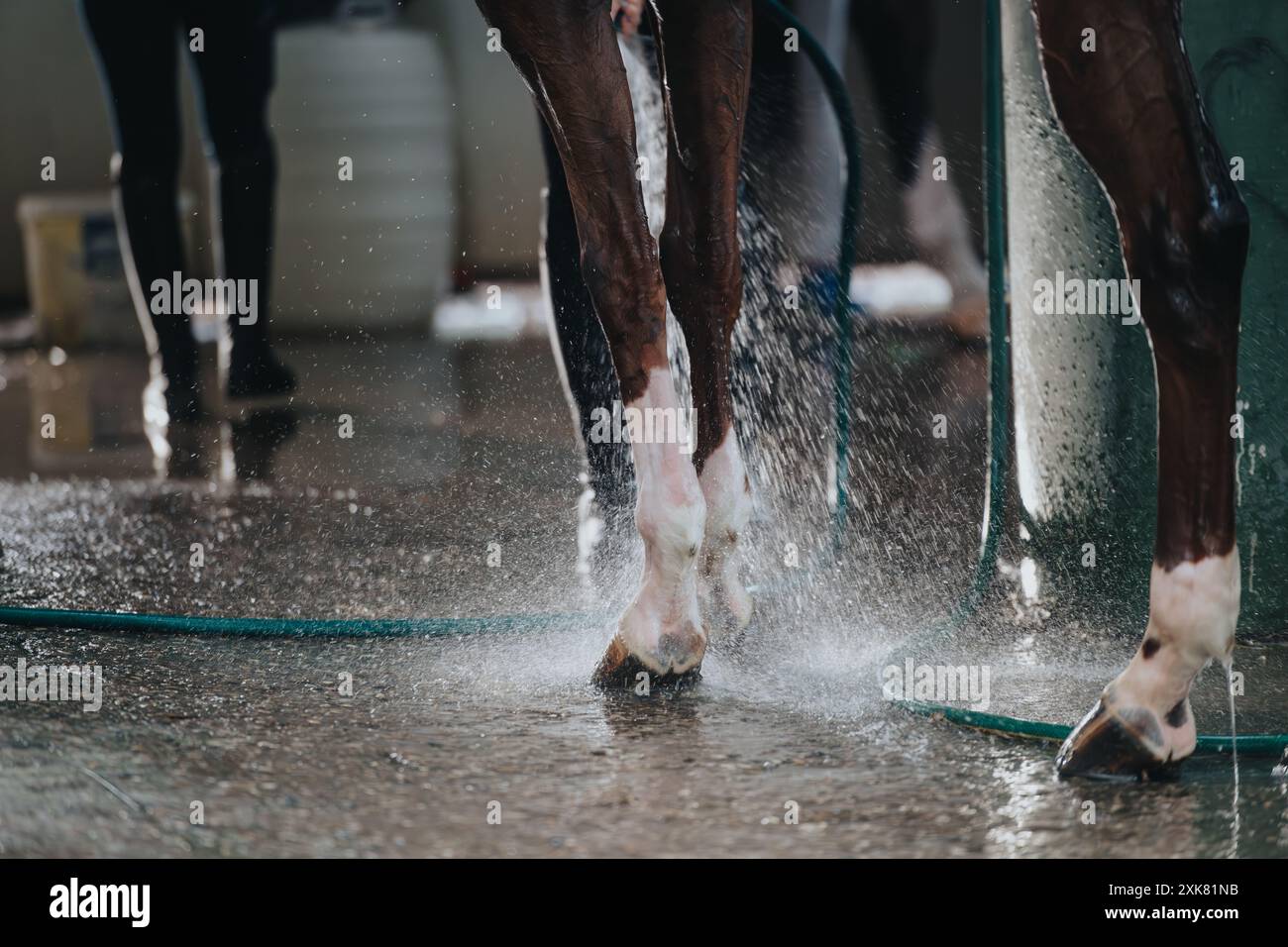 Daily stable routine hi-res stock photography and images - Alamy