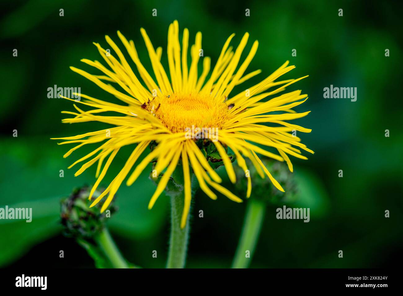 Inula illustration hi-res stock photography and images - Alamy