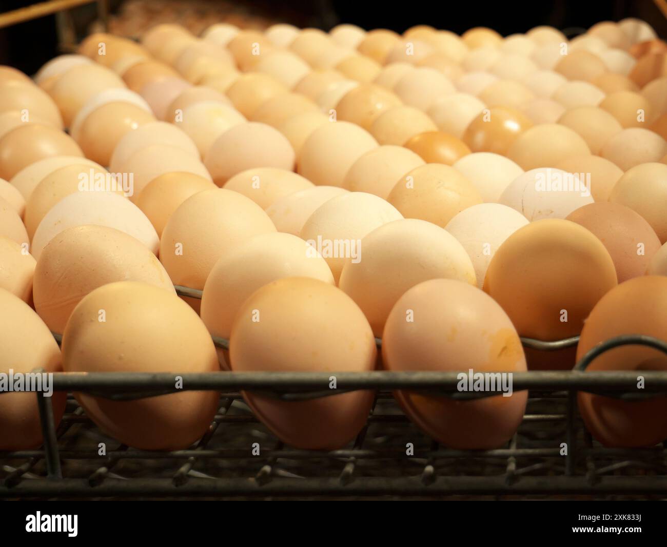 A photo of chicken egg production in factories Stock Photo - Alamy