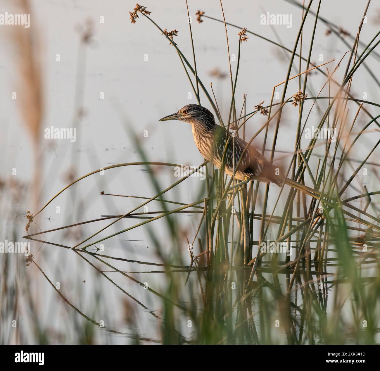 A juvenile black-crowned night heron (Nycticorax nycticorax) in a marsh ...