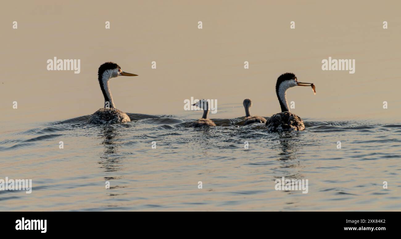 A family of western grebes (Aechmophorus occidentalis) swim in a pond ...