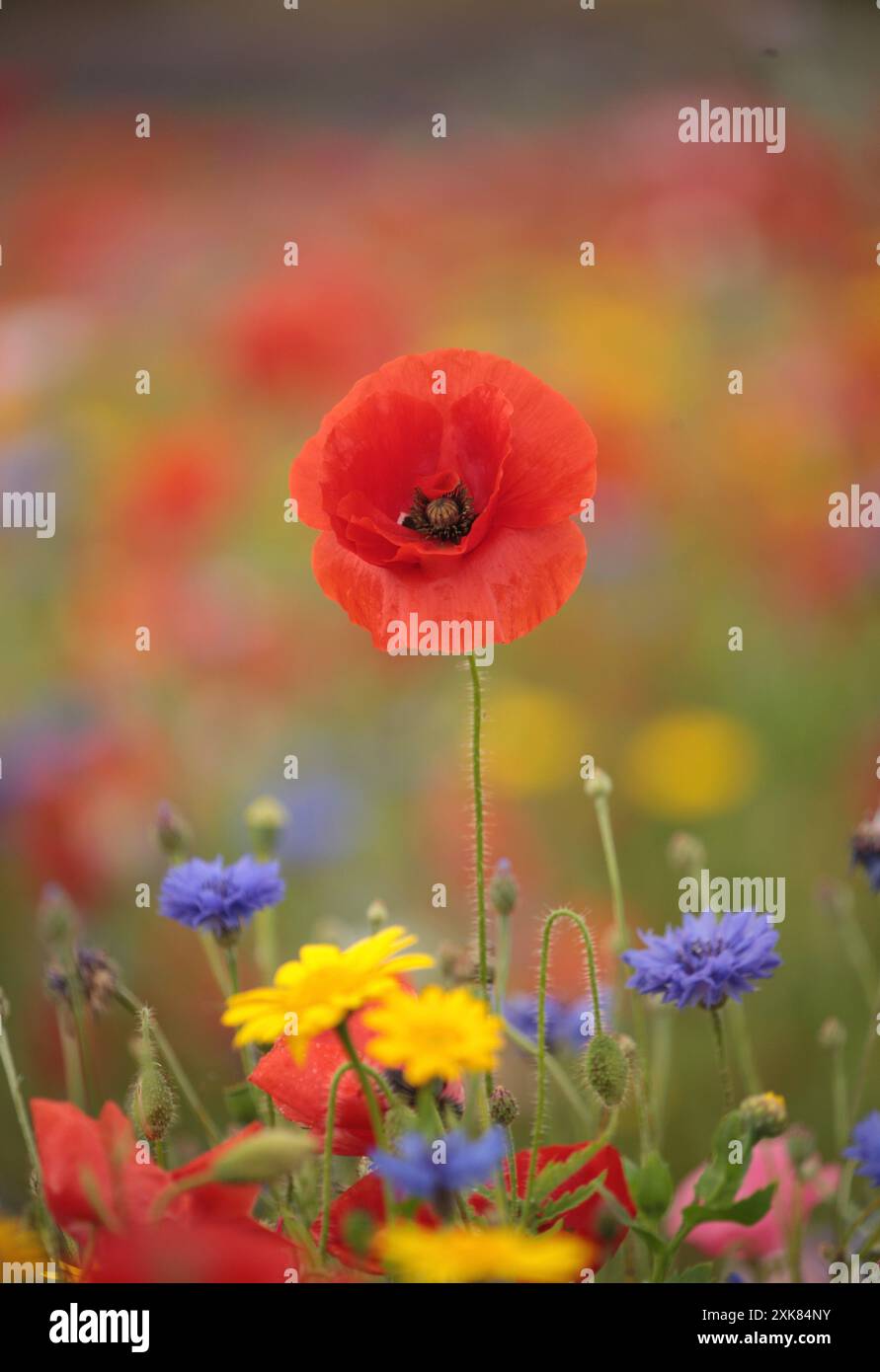 Poppys and meadow flowers Stock Photo - Alamy