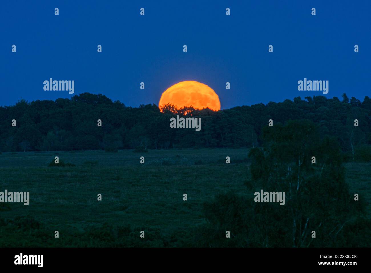 Bramshaw, Hampshire, England, UK, 21st July, 2024. Full buck moon rises ...