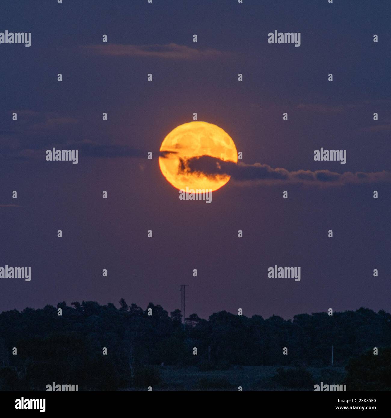 Bramshaw, Hampshire, England, UK, 21st July, 2024. Full buck moon rises ...