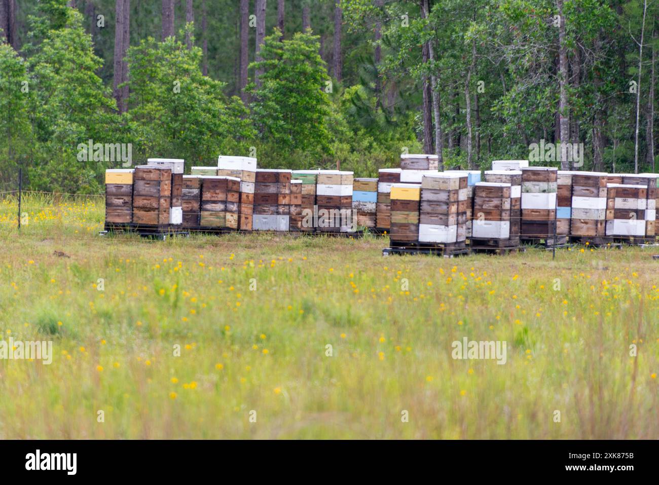 Multiple colorful man-made wooden box beehives with trees behind them ...