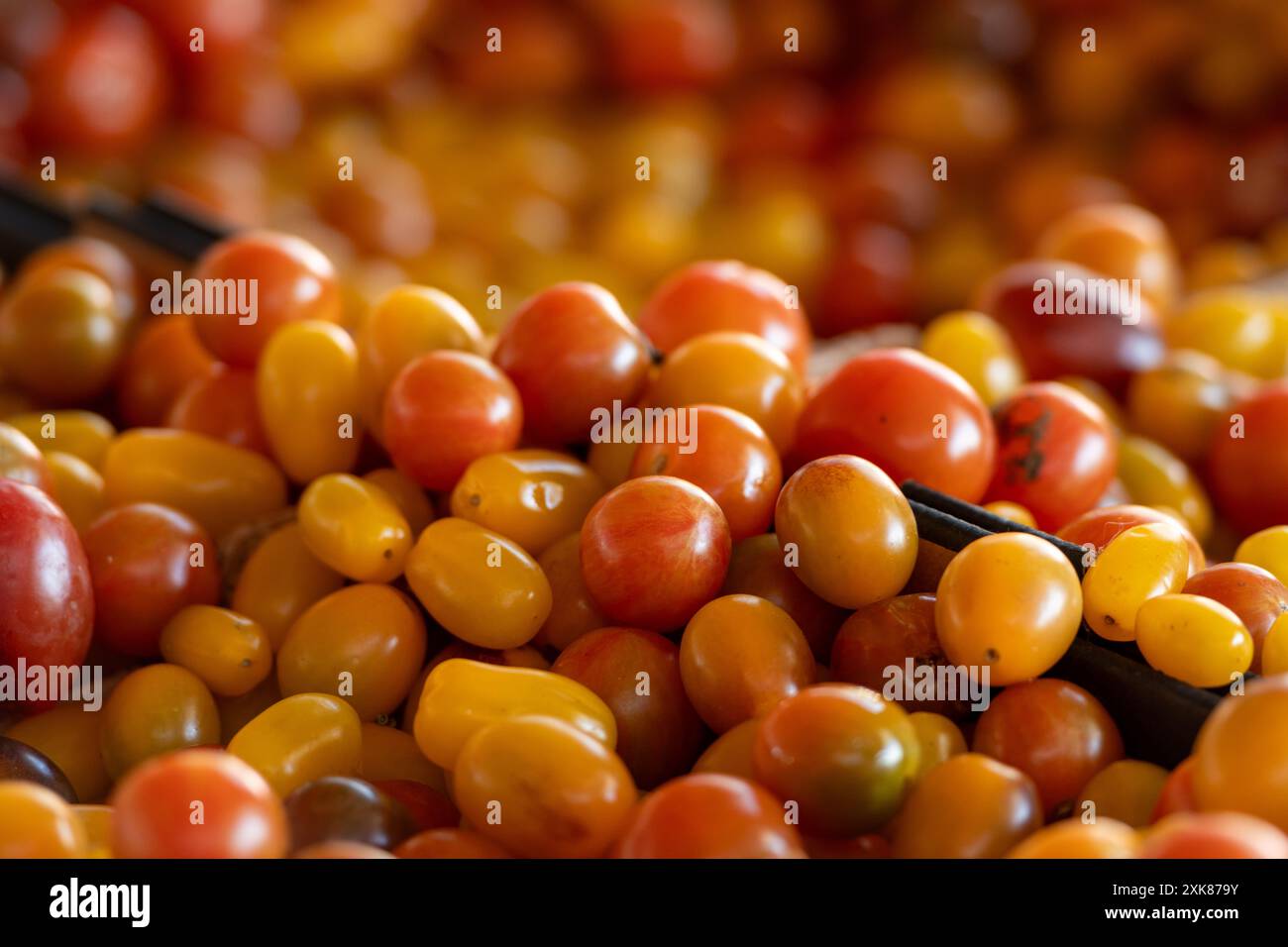 A variety of fresh cultivated round shaped tomatoes. The fruit is ...