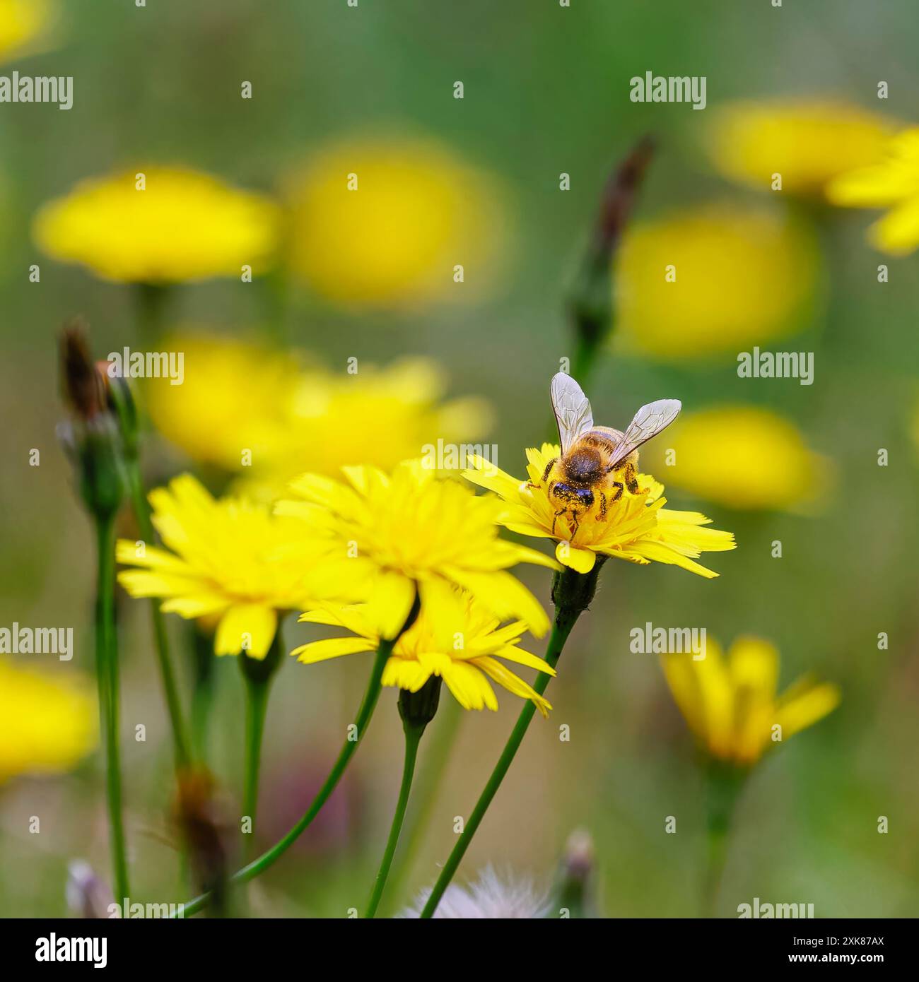 A honeybee (Apis mellifera) collects pollen on a yellow cat's ear ...