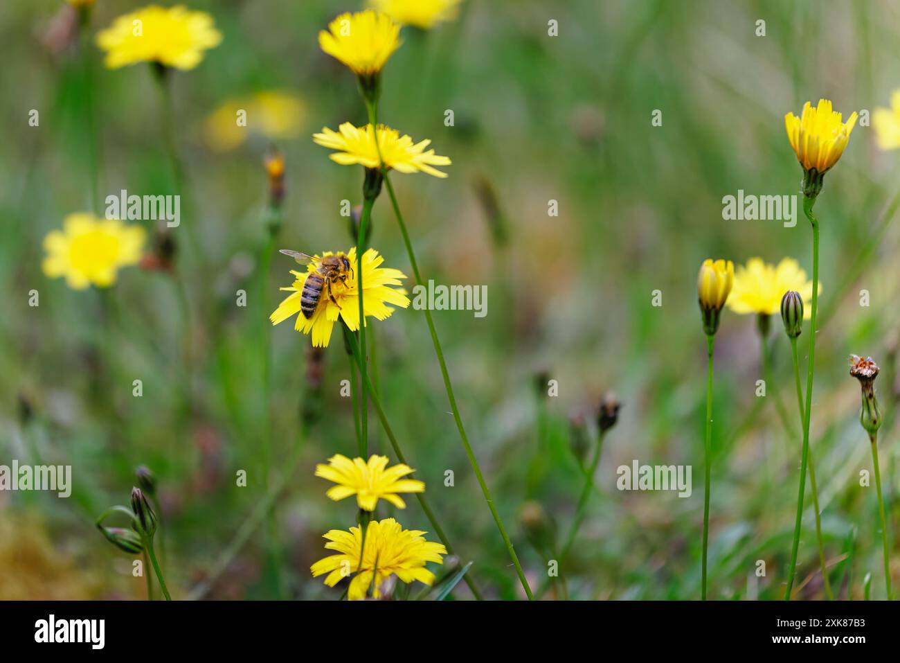 A honeybee (Apis mellifera) collects pollen on a yellow cat's ear ...