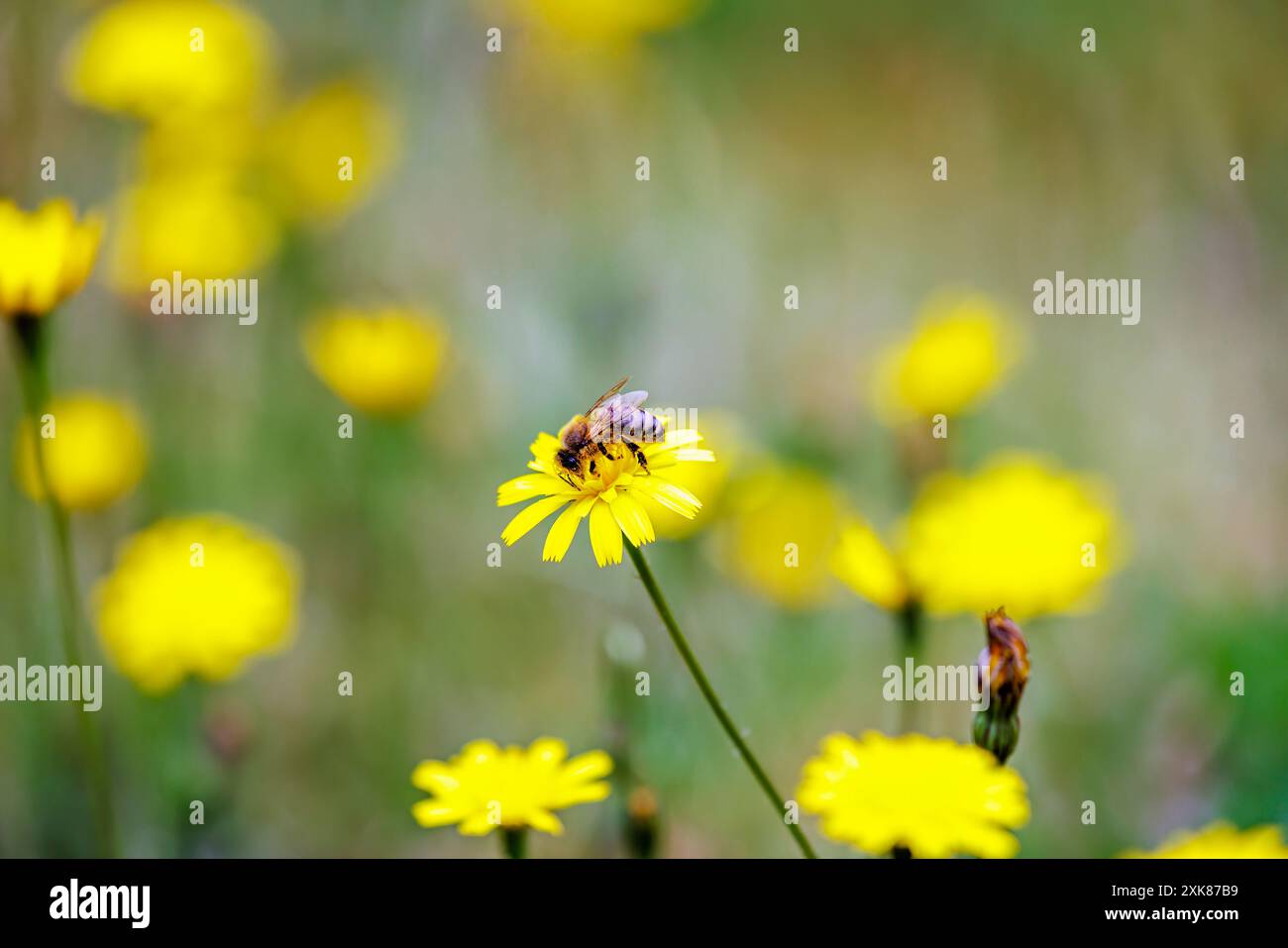 A honeybee (Apis mellifera) collects pollen on a yellow cat's ear ...