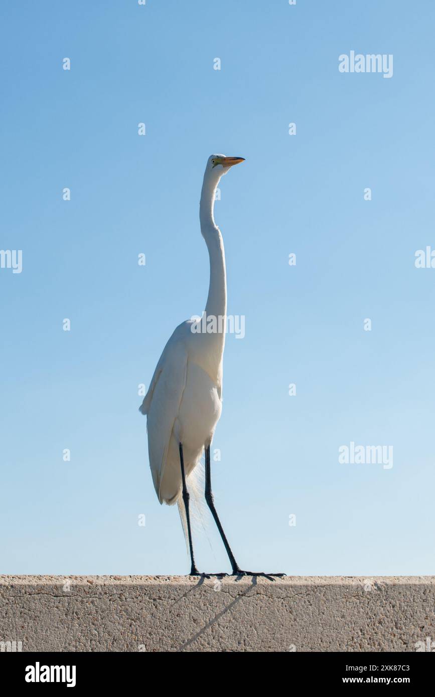 A bright white great egret standing on a concrete wall with a blue sky ...