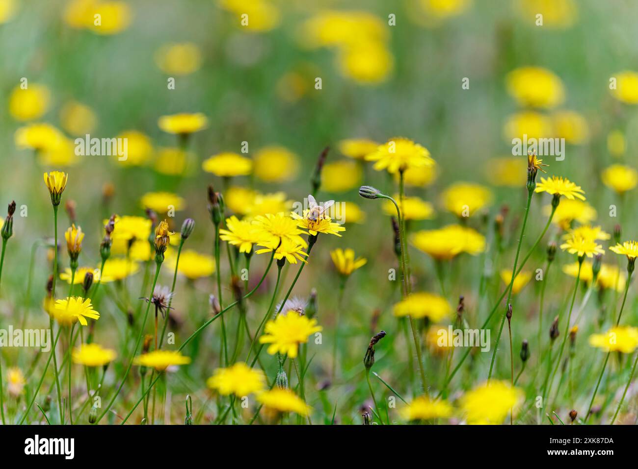 A honeybee (Apis mellifera) collects pollen on a yellow cat's ear ...