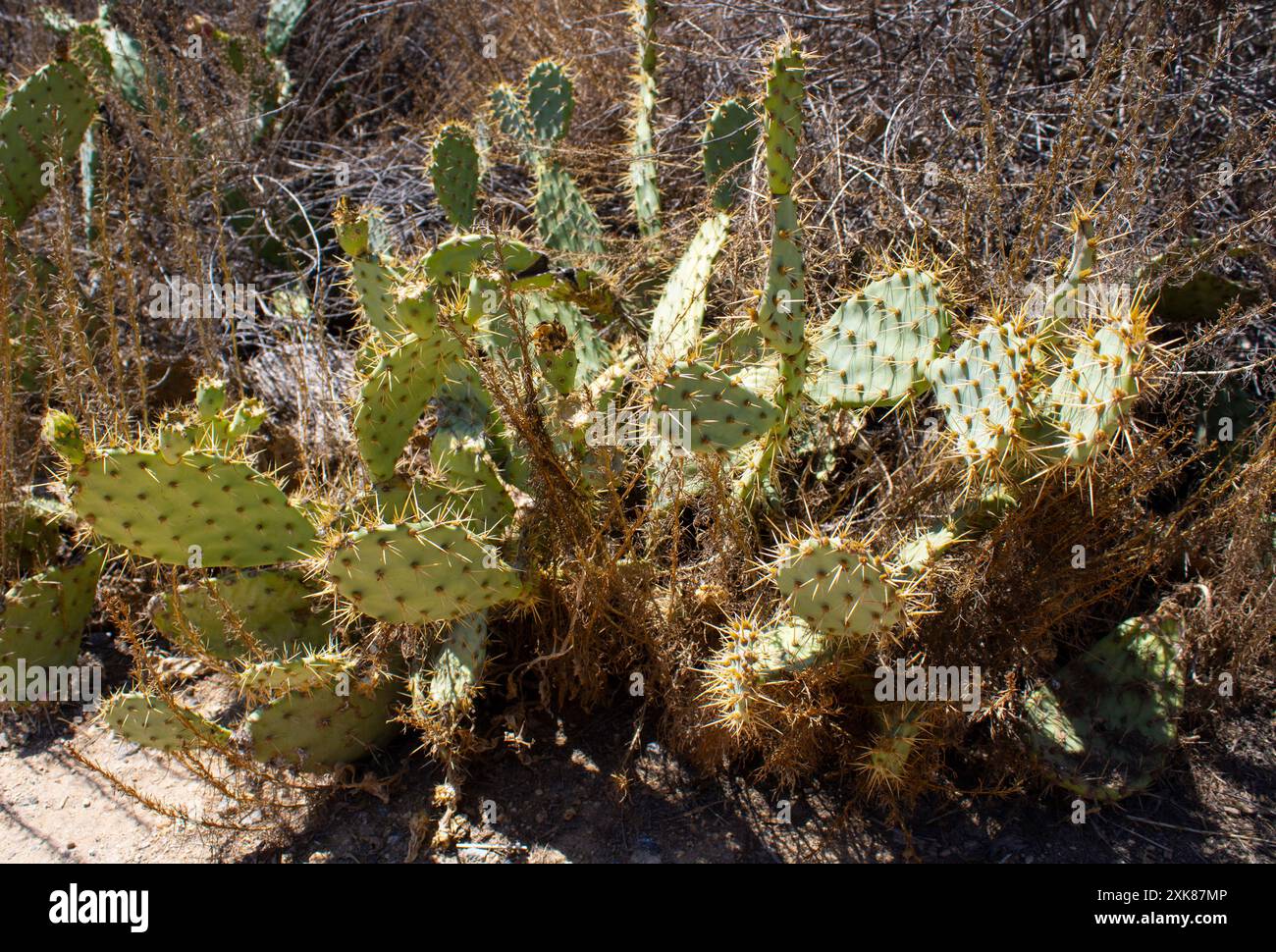 Green wild plant spiky hi-res stock photography and images - Alamy
