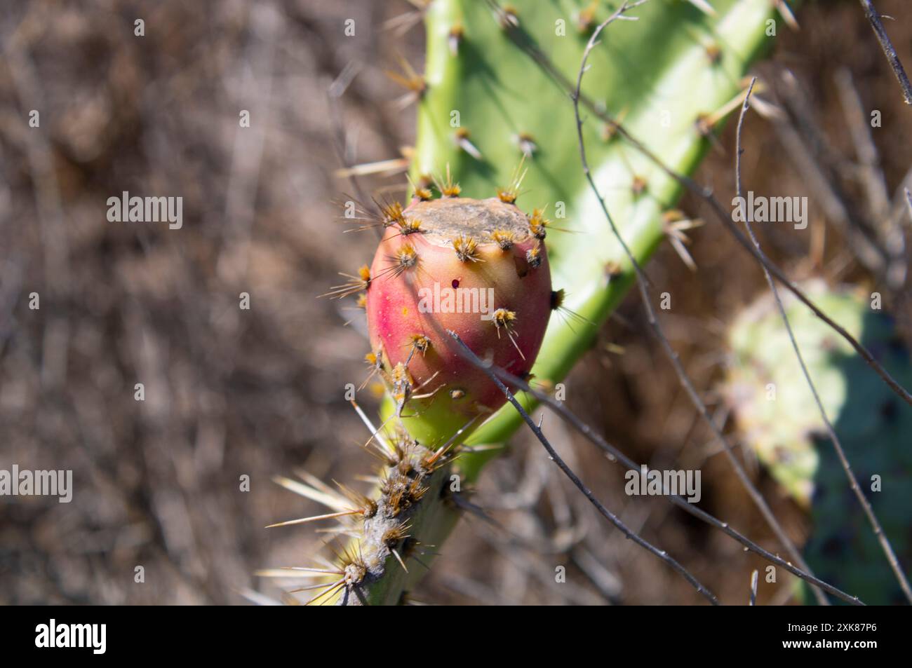 Green wild plant spiky hi-res stock photography and images - Alamy