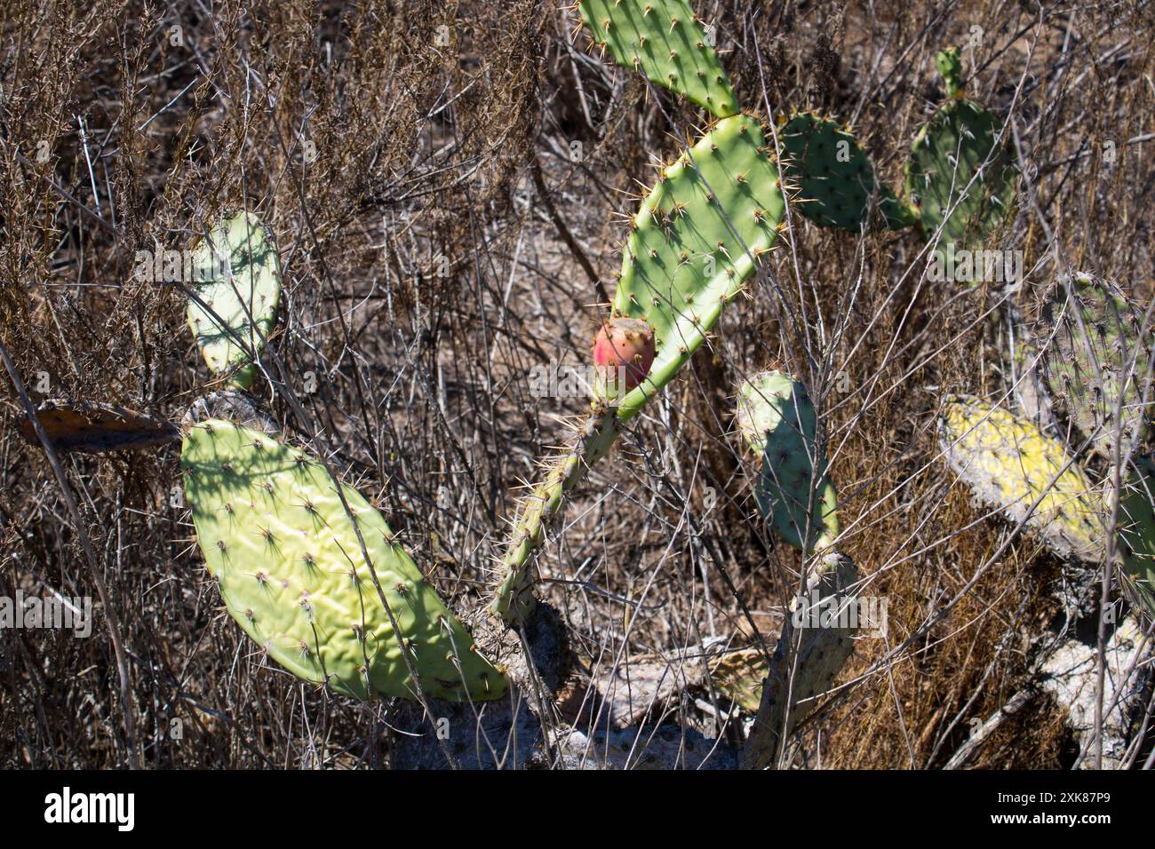 Desert wasteland cacti cactus hi-res stock photography and images - Alamy