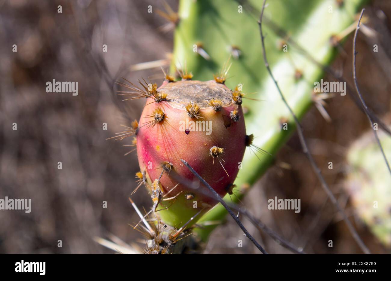 Spiky desert plant hi-res stock photography and images - Alamy