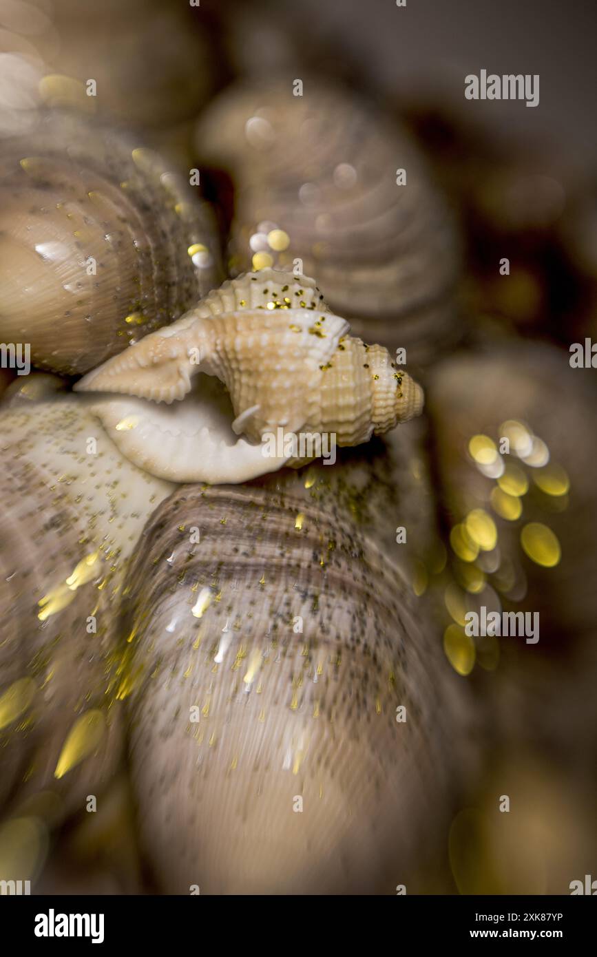 Sea shells pattern for design. Seashells for summer advertising. Marine ...