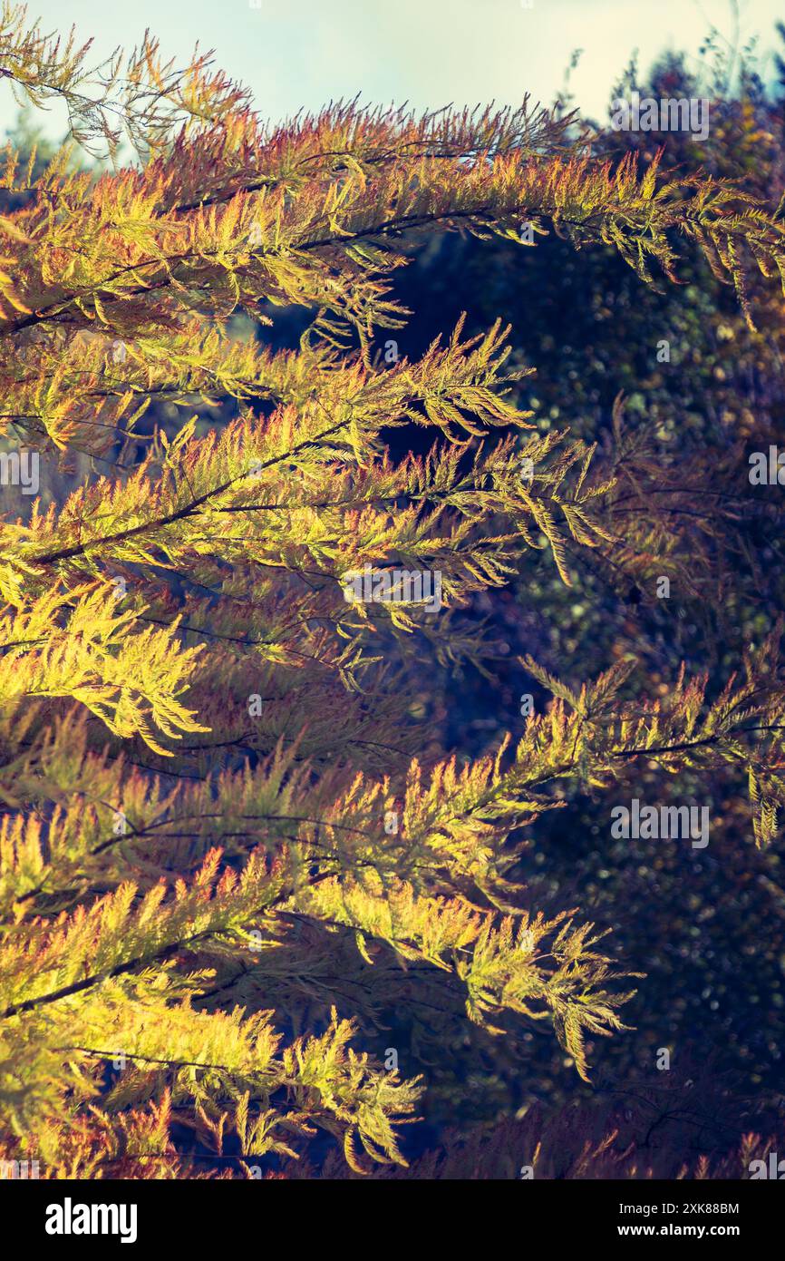 Autumn tree leaves texture background. leaf background texture Stock ...