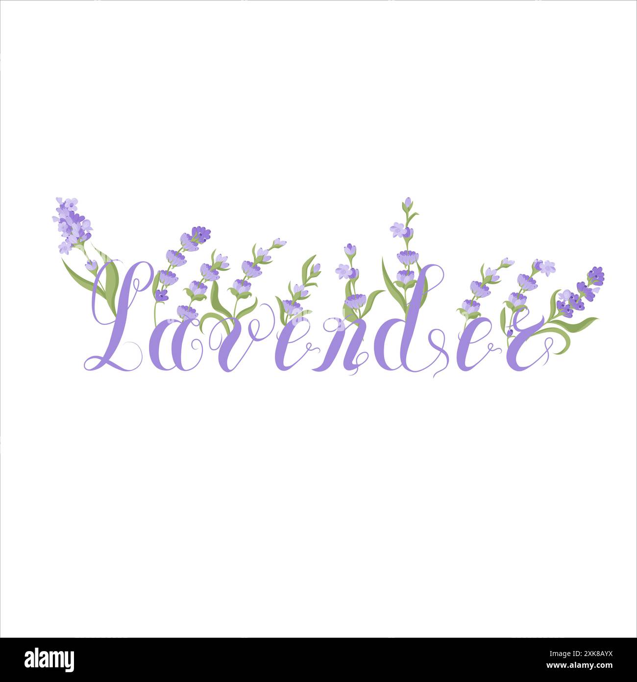 Lettering Lavender. Vector illustration isolated on white background ...
