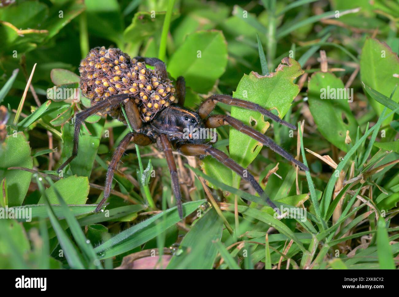 Spider hatchlings hi-res stock photography and images - Alamy