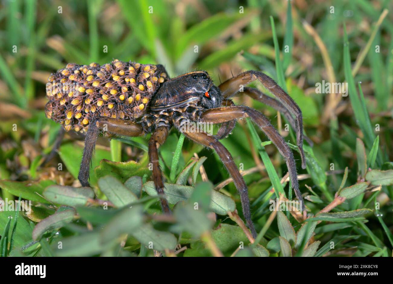 Wetland Giant Wolf Spider (Tigrosa helluo) female with spiderlings on ...