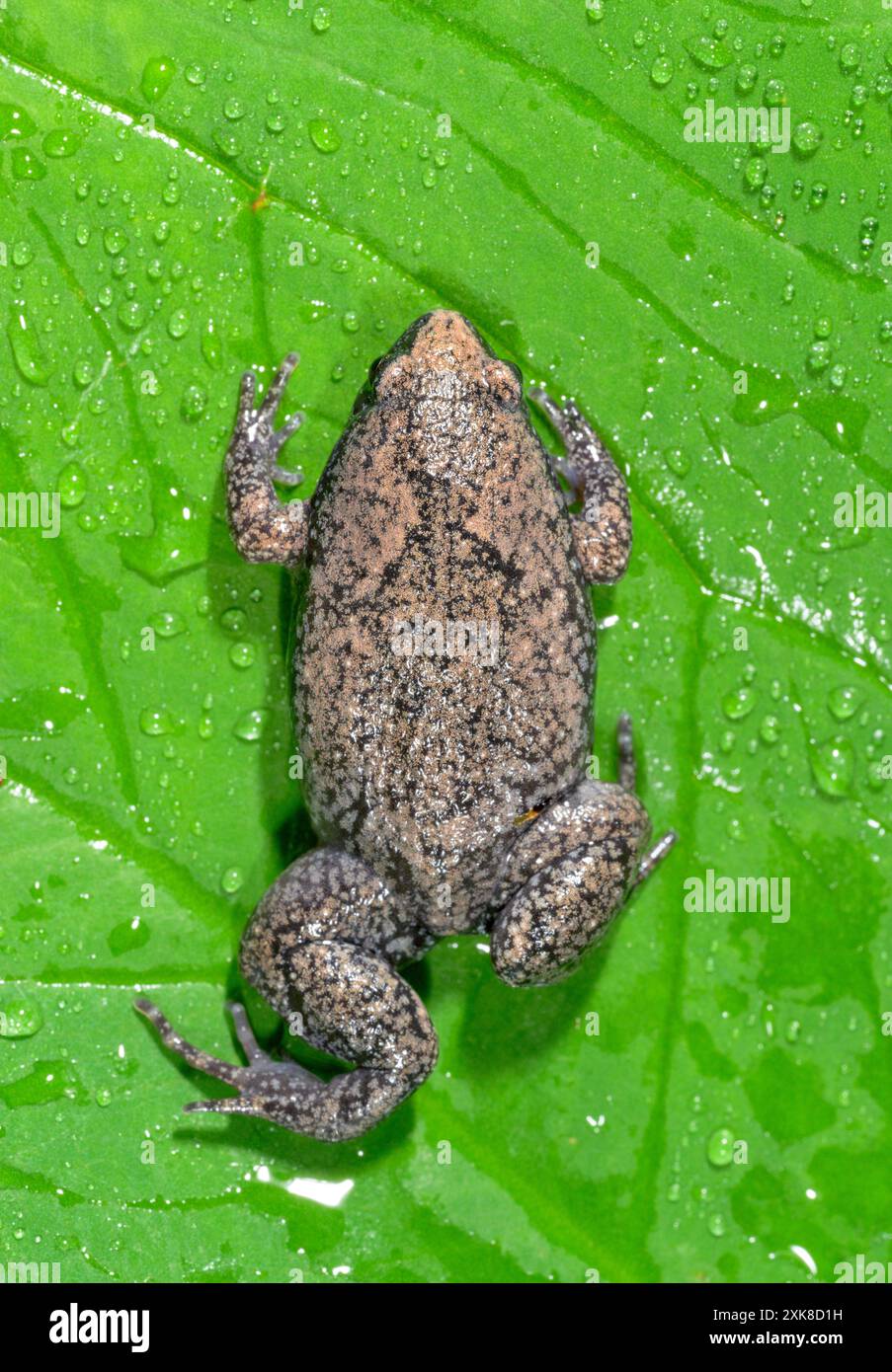 Texas toad hi-res stock photography and images - Alamy