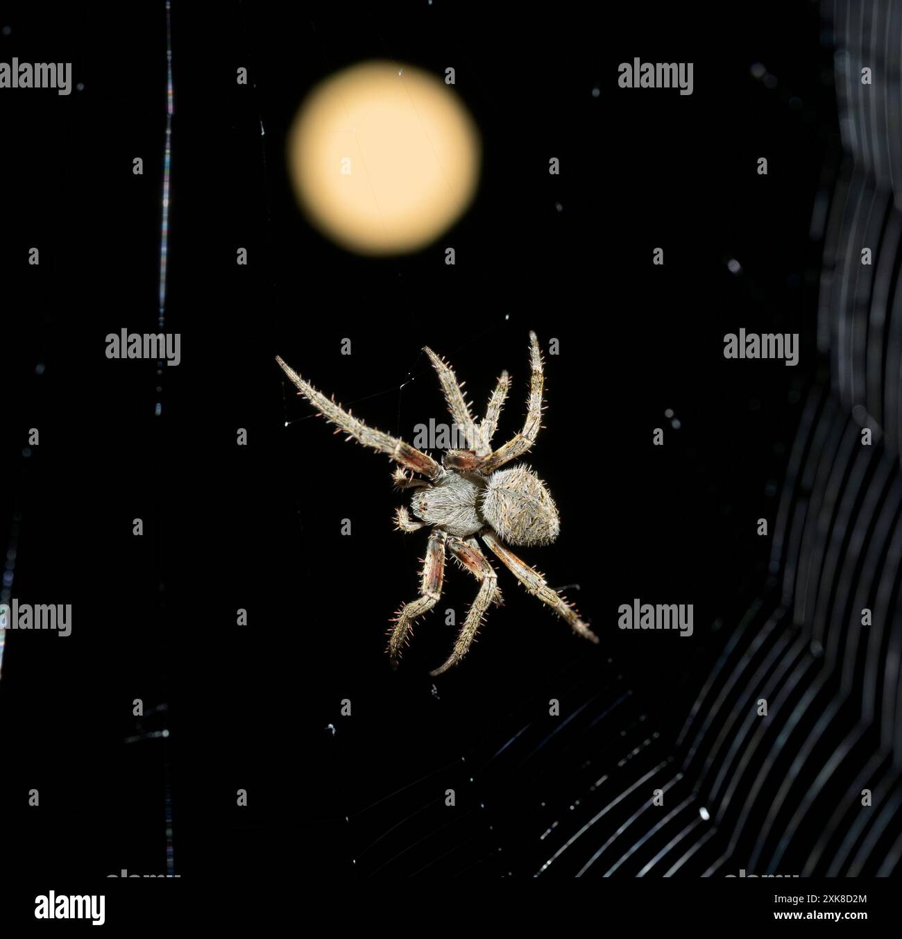 Moon and spider hi-res stock photography and images - Alamy