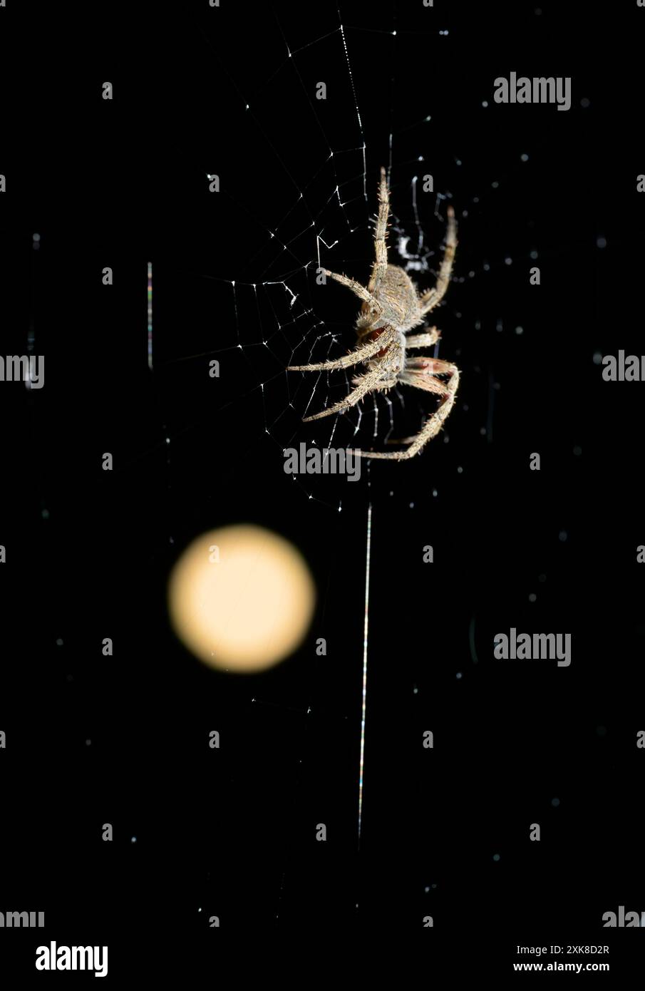 Neoscona crucifera hi-res stock photography and images - Alamy