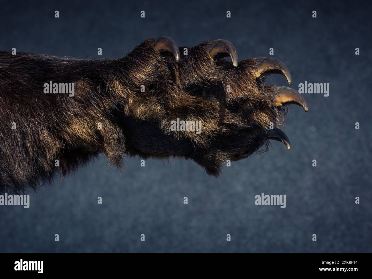 Black Bear Paw With sharp Claws in view Stock Photo - Alamy