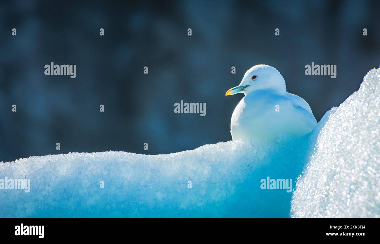 Pure arctic hi-res stock photography and images - Alamy