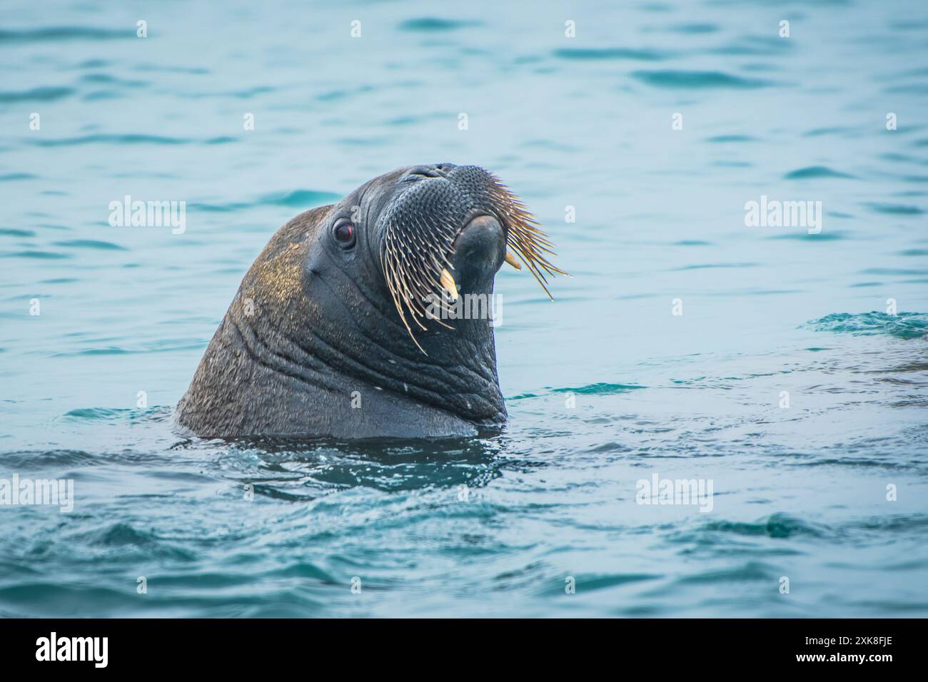 Close up walrus whiskers hi-res stock photography and images - Alamy
